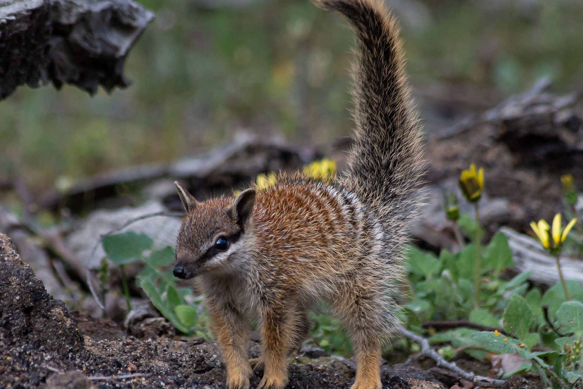 Climate change & conservation | Curtin University