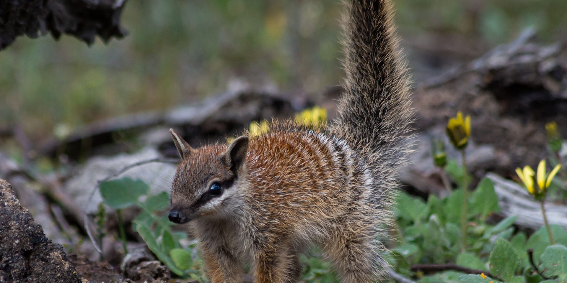 Climate change & conservation | Curtin University