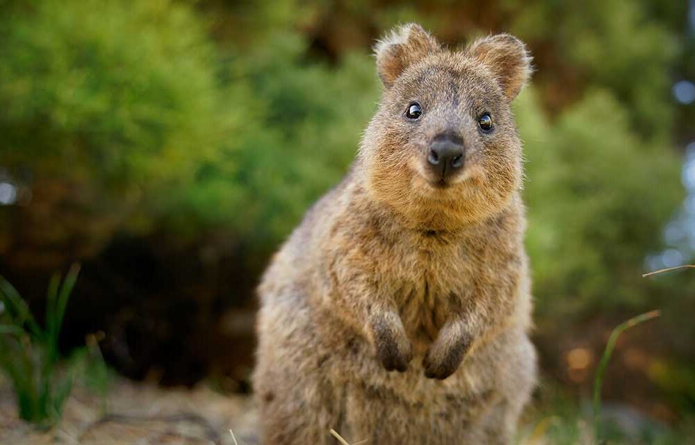 From avo to arvo: the ultimate guide to Aussie slang | Curtin University
